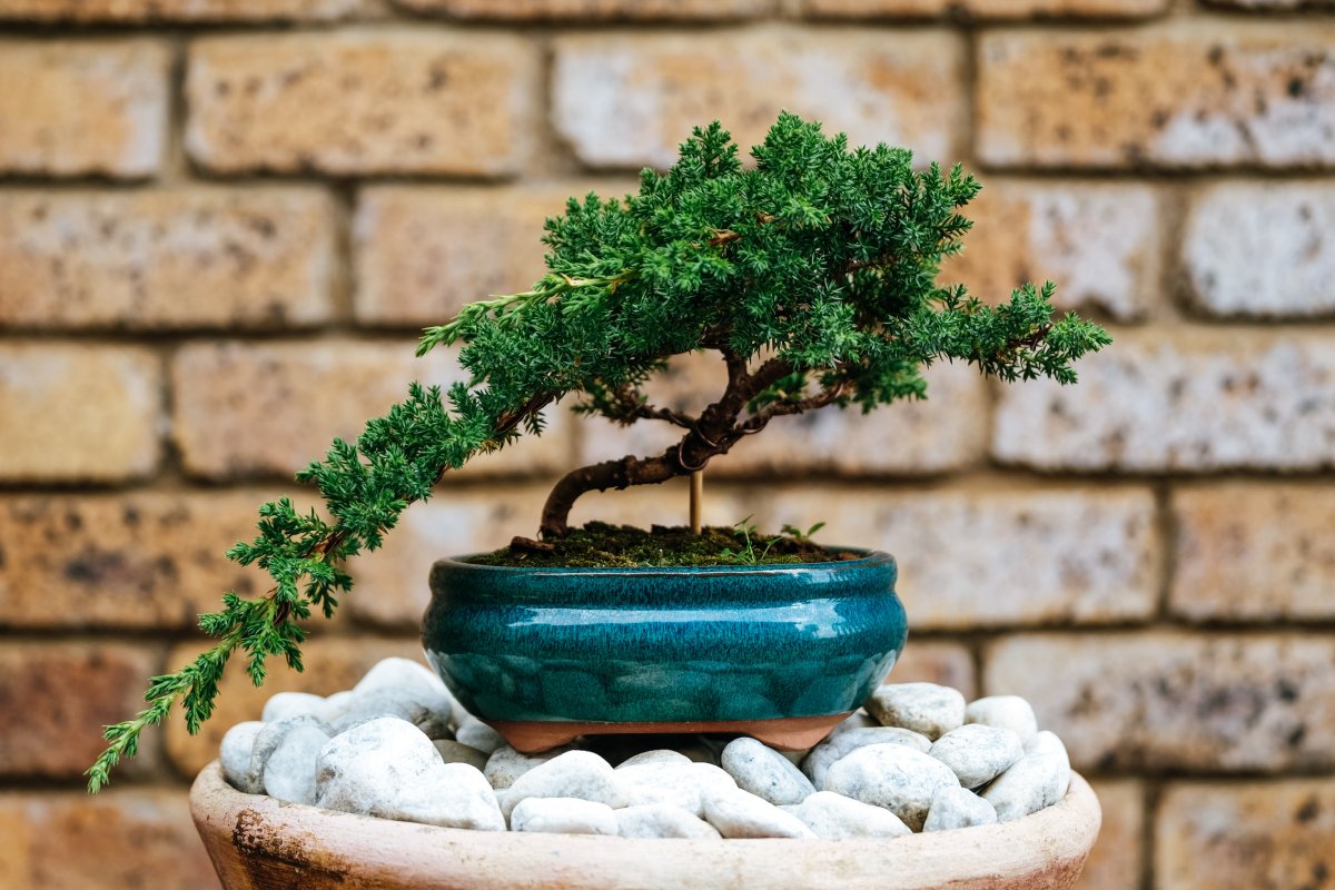 How to grow bonsai? Is it a good plant? Why's it so special?